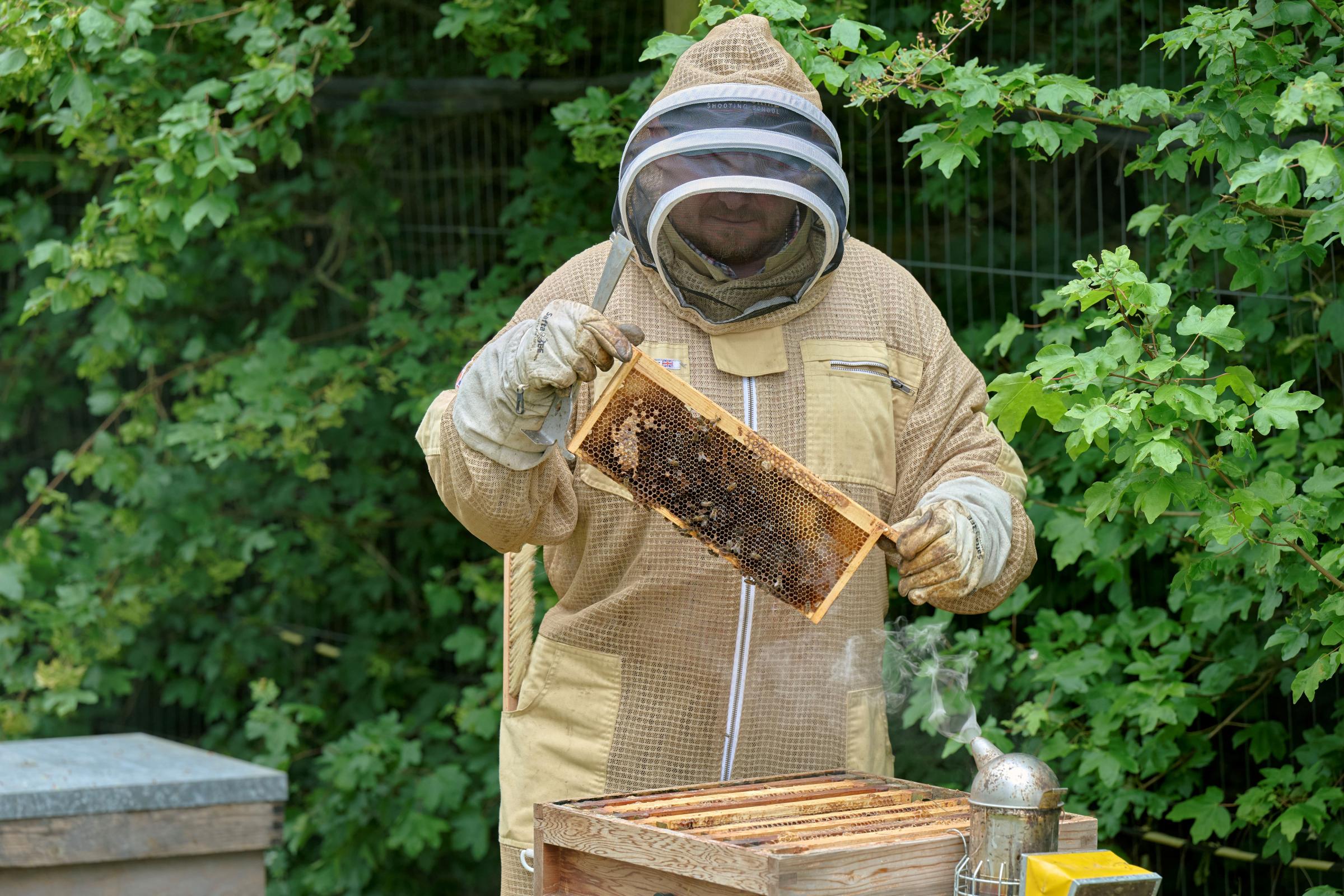 Bee colony settles at Wallingford housing development | Oxford Mail